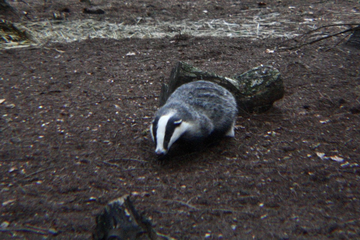 ML636658584 - European Badger - Macaulay Library