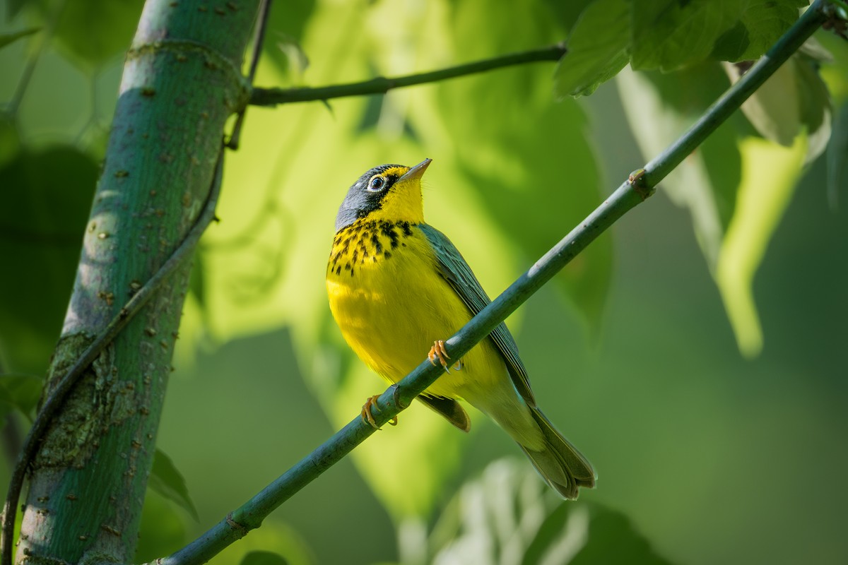 ML636663629 - Canada Warbler - Macaulay Library