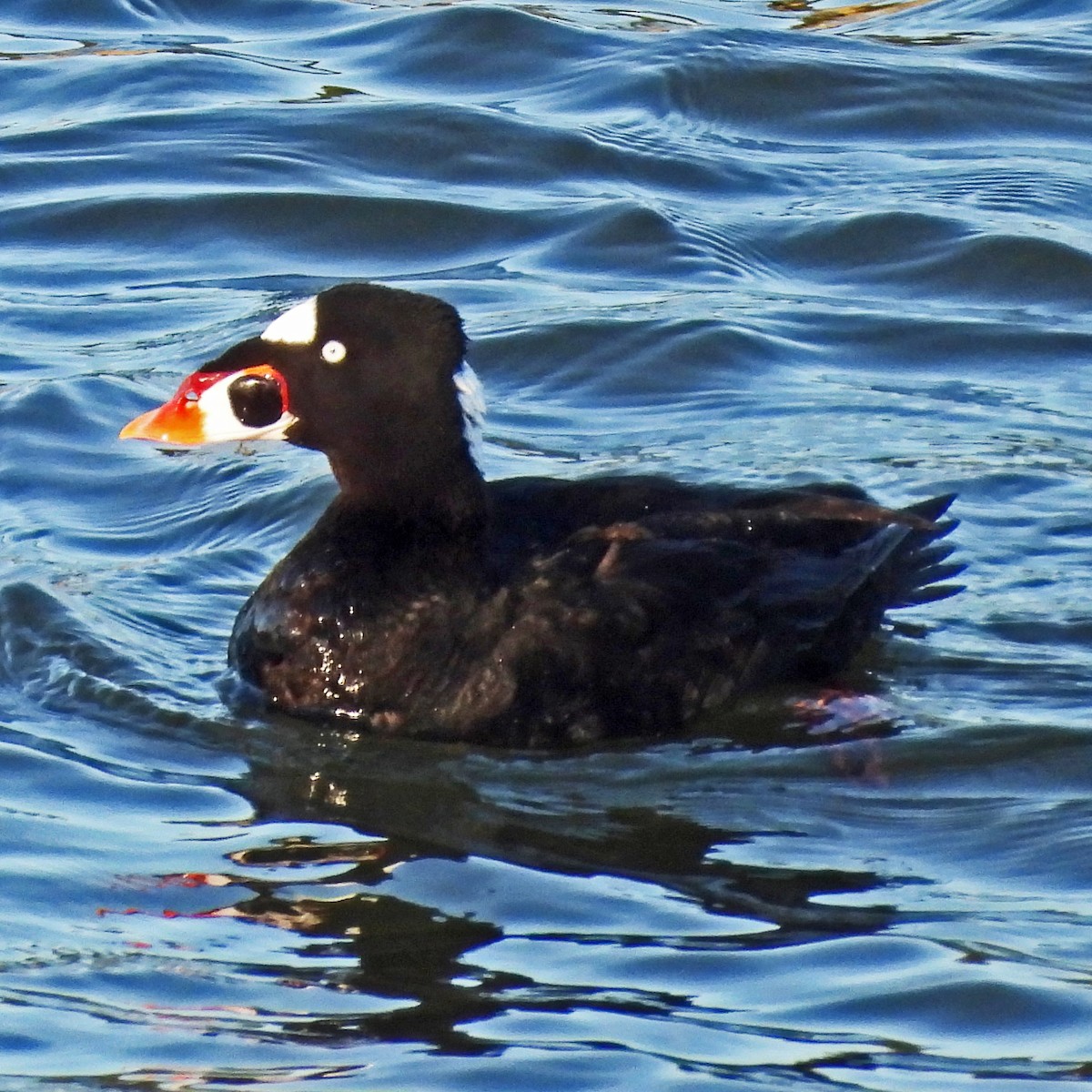 eBird Checklist - 27 May 2025 - Port Orford Dock - 9 species
