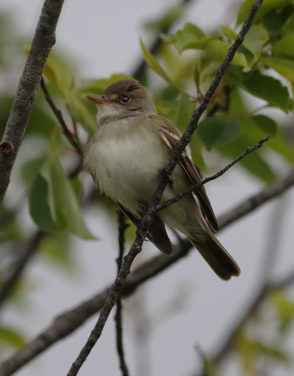eBird Checklist - 24 May 2025 - Jamaica Bay Wildlife Refuge--West Pond ...