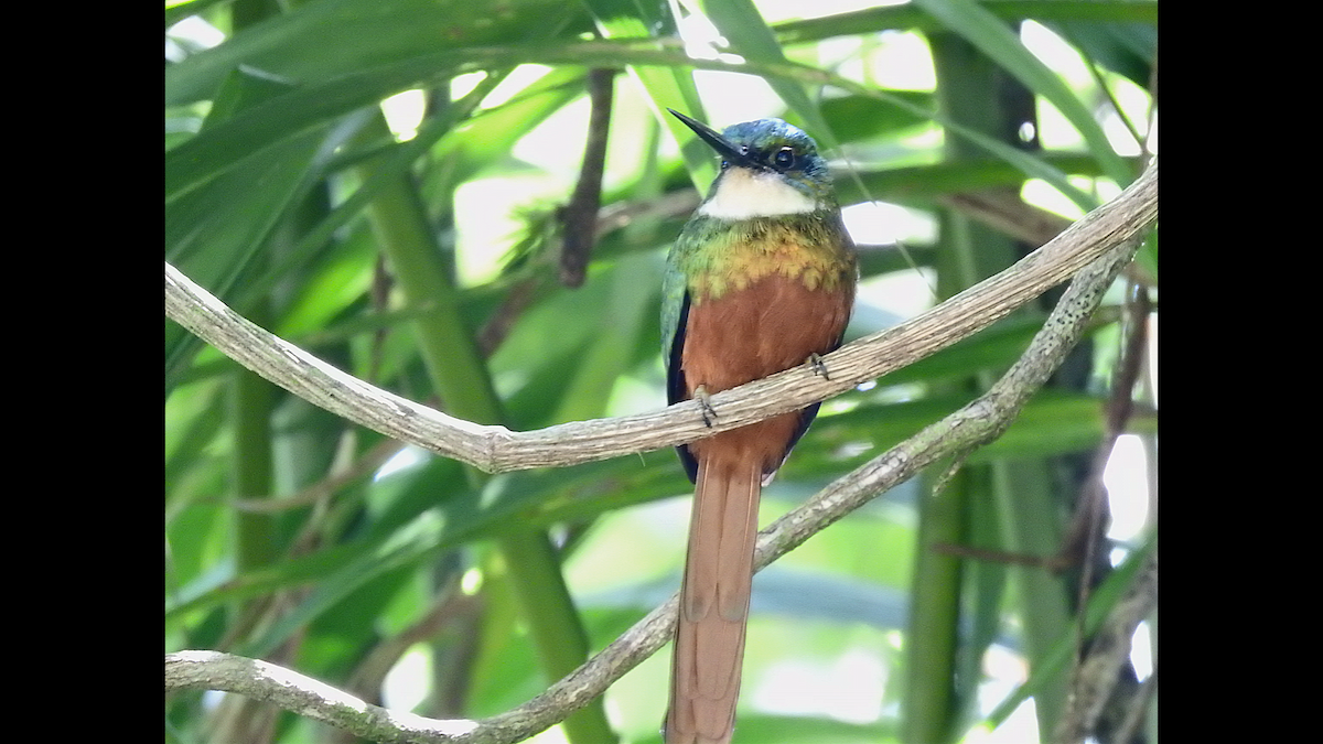 eBird Checklist - 12 Apr 2025 - Main Ridge Forest Reserve - 12 species