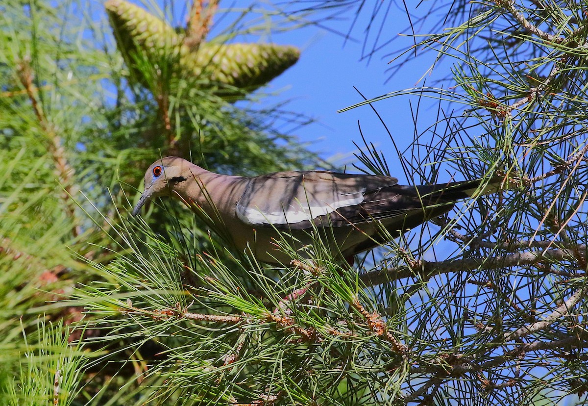 eBird Checklist - 23 May 2025 - Seastrand Community Park - 8 species