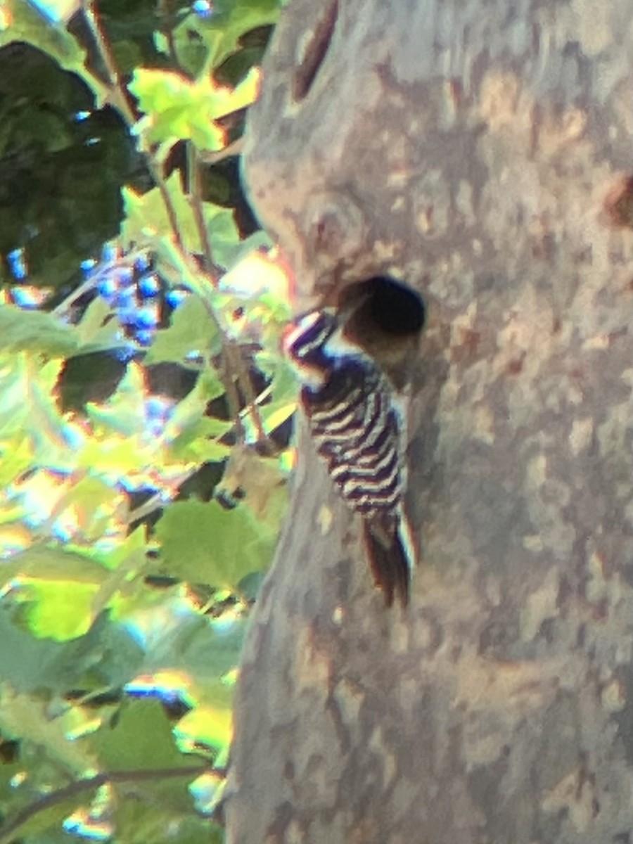 eBird Checklist - 28 May 2025 - Eleanor Pardee Park - 20 species