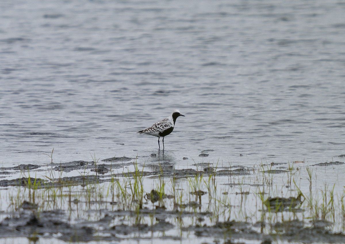 eBird Checklist - 28 May 2025 - Hobet impoundment - 3 species