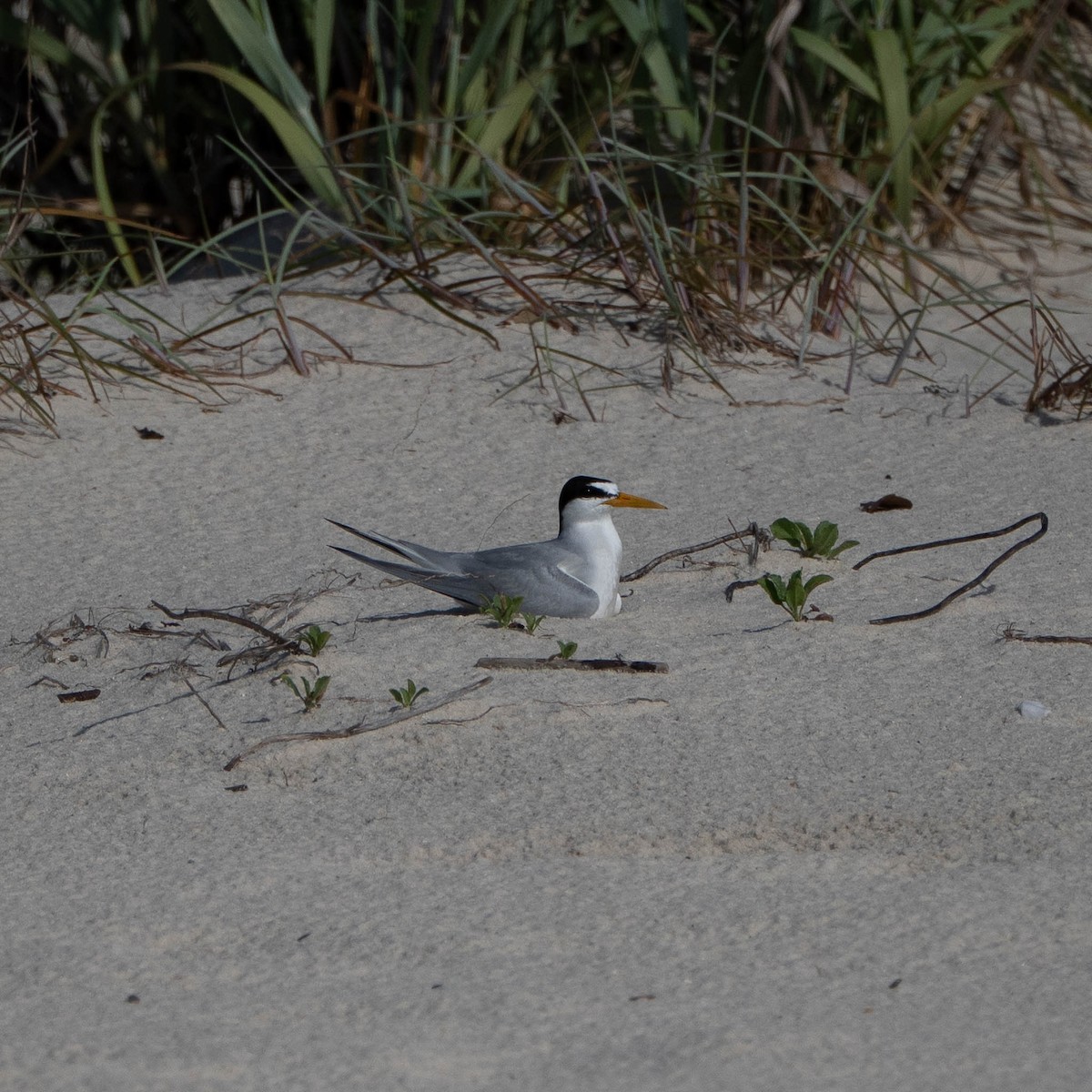 eBird Checklist - 28 May 2025 - ACBS Surveys ONLY - Menge Ave-Seal Ave ...