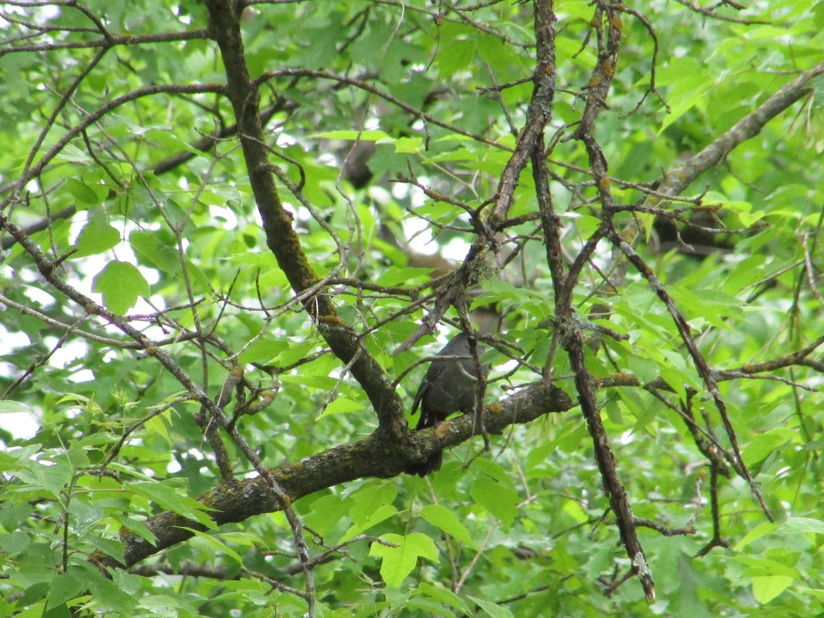 eBird Checklist - 28 May 2025 - Nevers Dam - 8 species