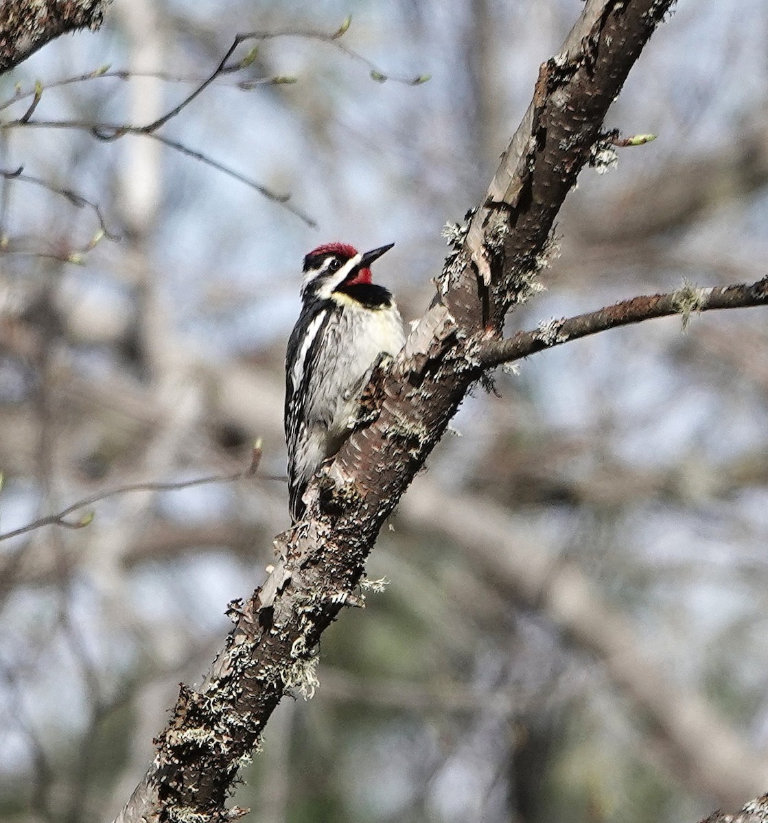 ML636685049 - Yellow-bellied Sapsucker - Macaulay Library