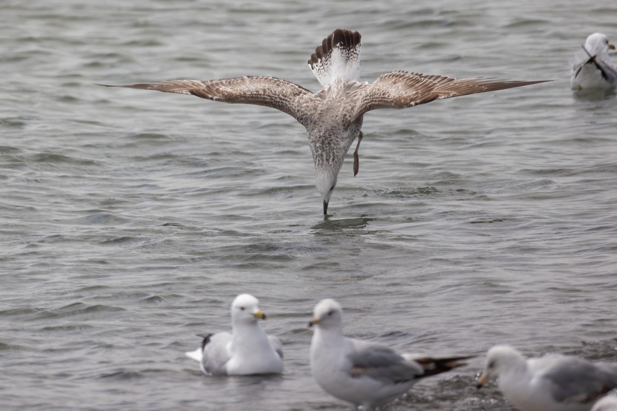 eBird Checklist - 28 May 2025 - Port Hope-Harbour - 21 species