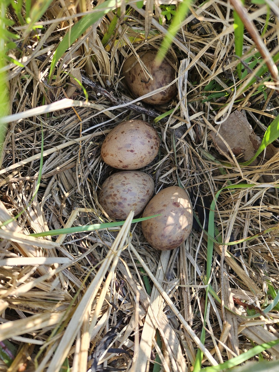 eBird Checklist - 28 May 2025 - Hartlen Point - 41 species
