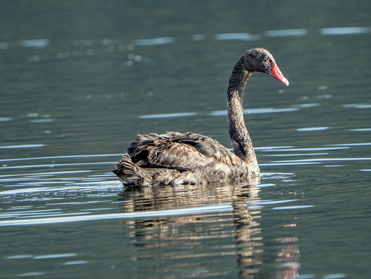 eBird Checklist - 25 May 2025 - Loveday Cove (Lake Cooby) - 34 species