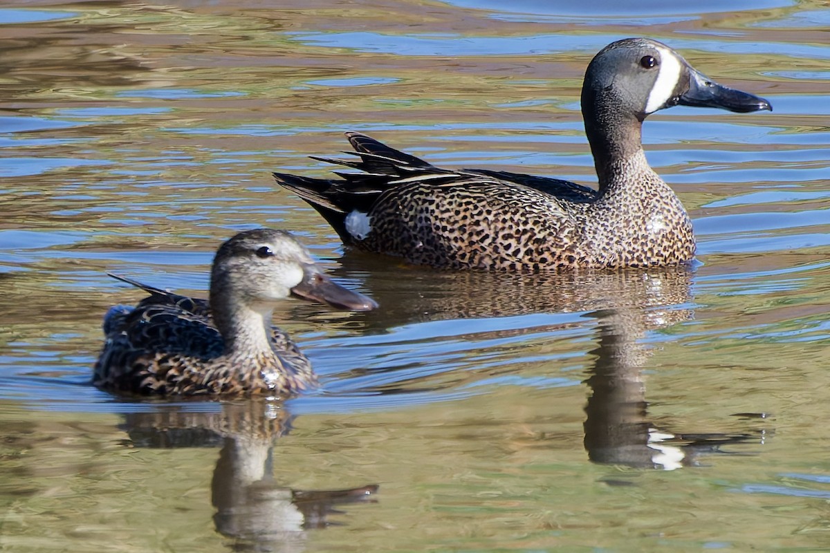 eBird Checklist - 28 May 2025 - Billy Frank Jr. Nisqually NWR - 77 ...