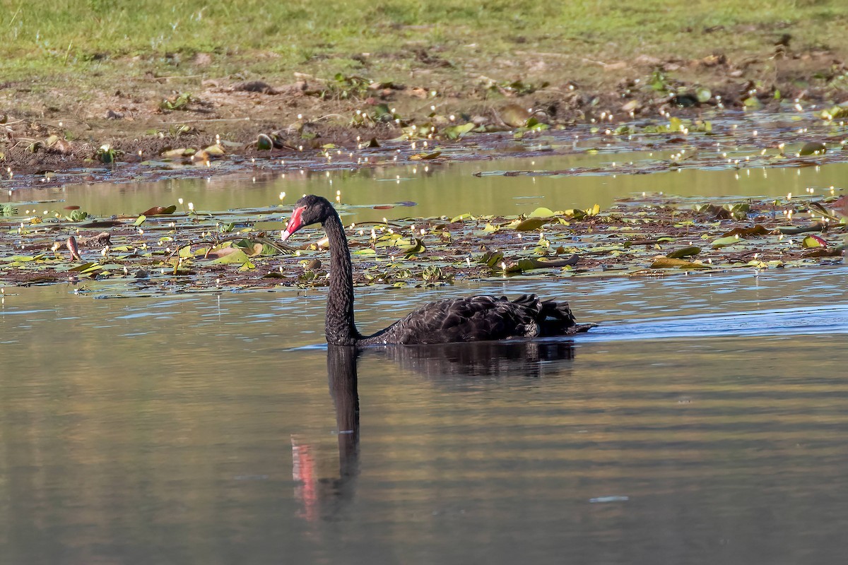 eBird Checklist - 28 May 2025 - Postmans Track Lake Samsonvale (permit ...