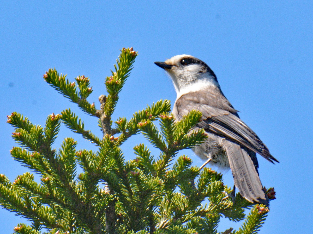 ML636700577 - Canada Jay - Macaulay Library