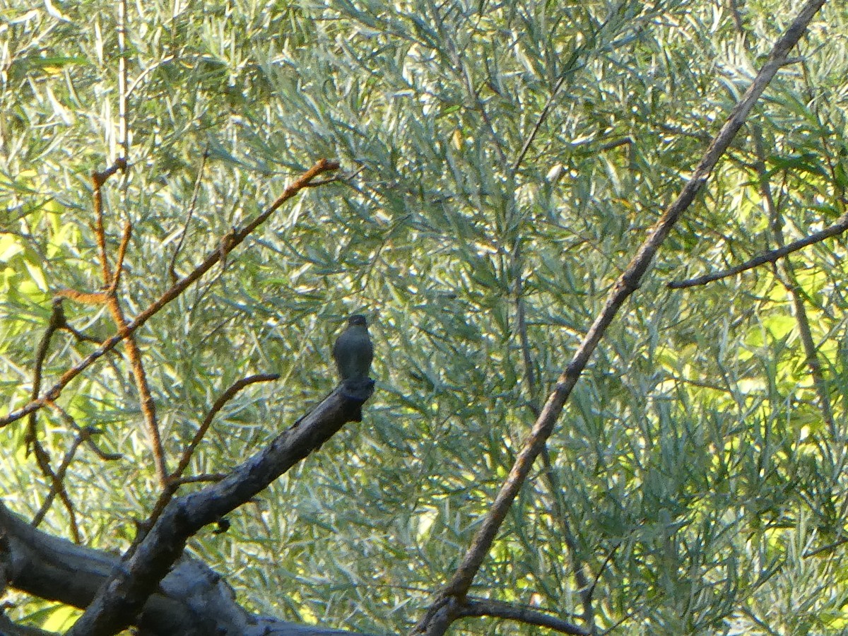 eBird Checklist - 28 May 2025 - American River Parkway behind condo ...