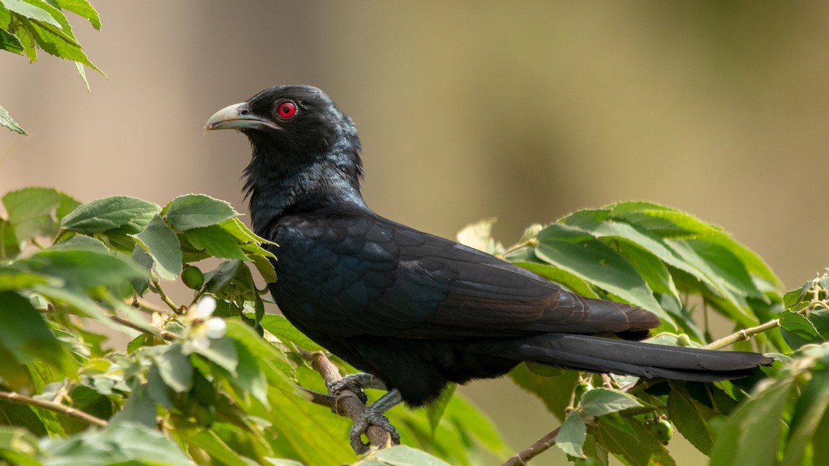 ML636705661 - Asian Koel - Macaulay Library