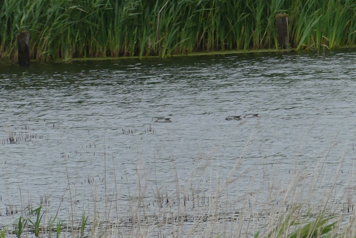 eBird Checklist - 29 May 2025 - Marazion Marsh RSPB Reserve - 37 species