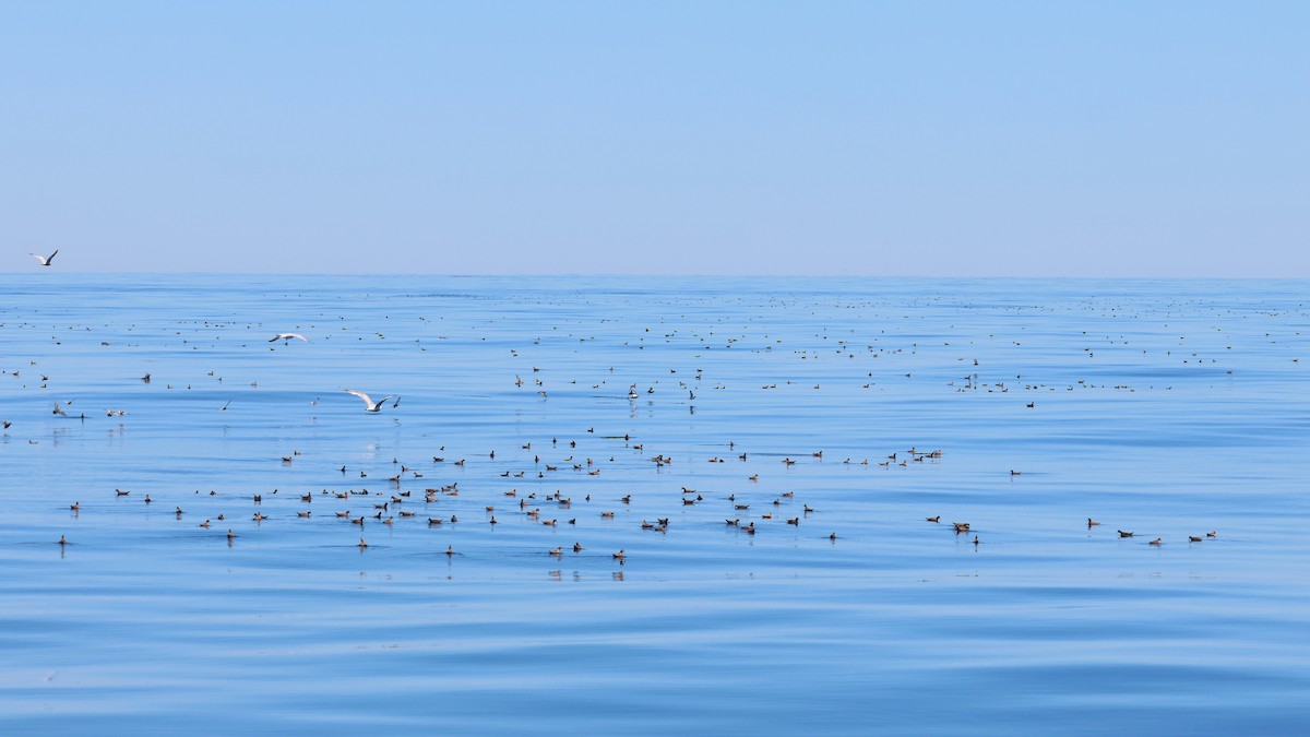 eBird Checklist - 26 May 2025 - Jeffrey's Ledge (Massachusetts) - 9 species