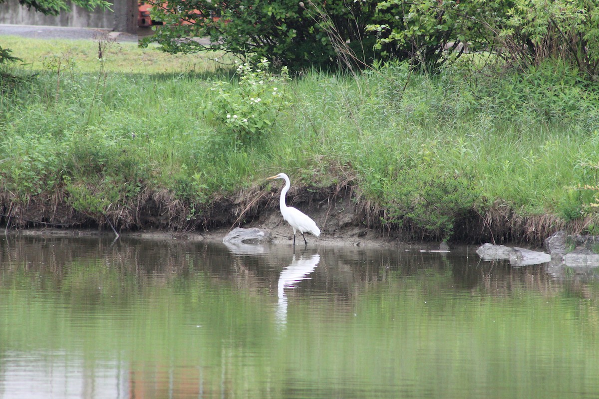 eBird Checklist - 29 May 2025 - Stittsville--Iber Rd storm pond - 13 ...