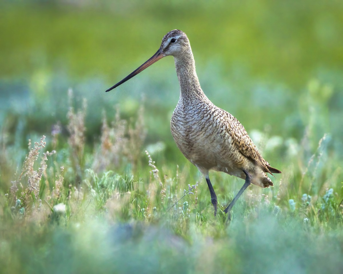 eBird Checklist - 27 May 2025 - Clear Creek Road Southeast, Chinook ...