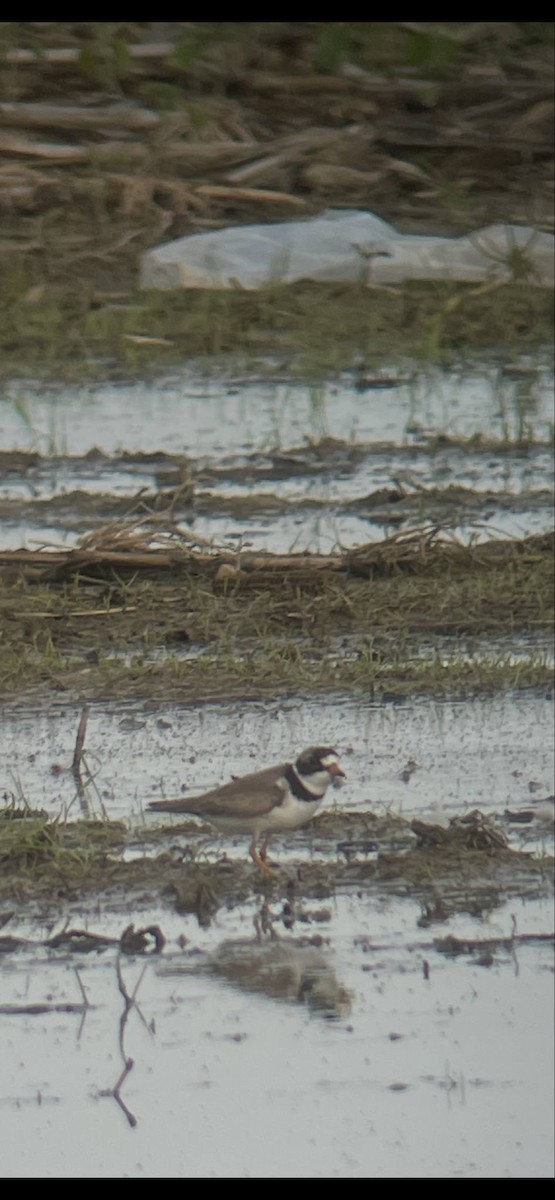 Pennsylvania Bird Atlas Checklist - 29 May 2025 - Beaver Rd Flooded Field, Mifflinburg PA-US ...