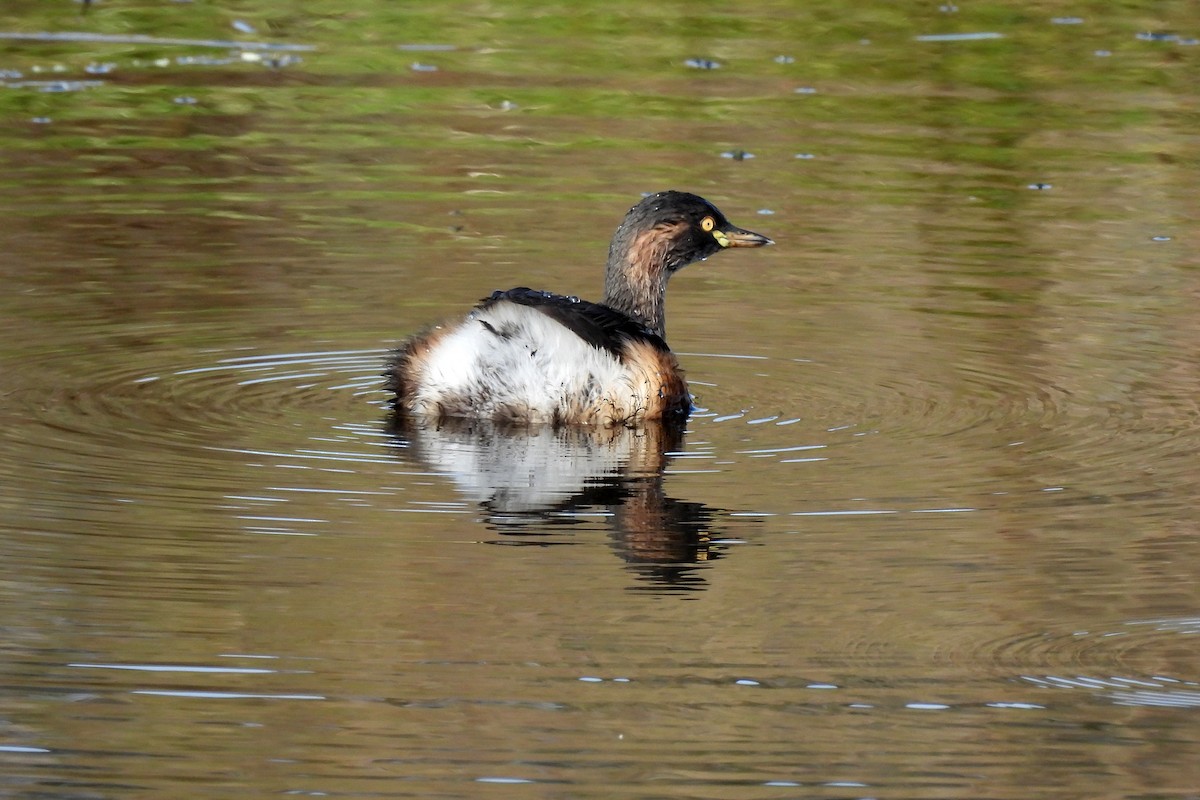 eBird Checklist - 30 May 2025 - Red Hill (Restricted access) Tingha ...
