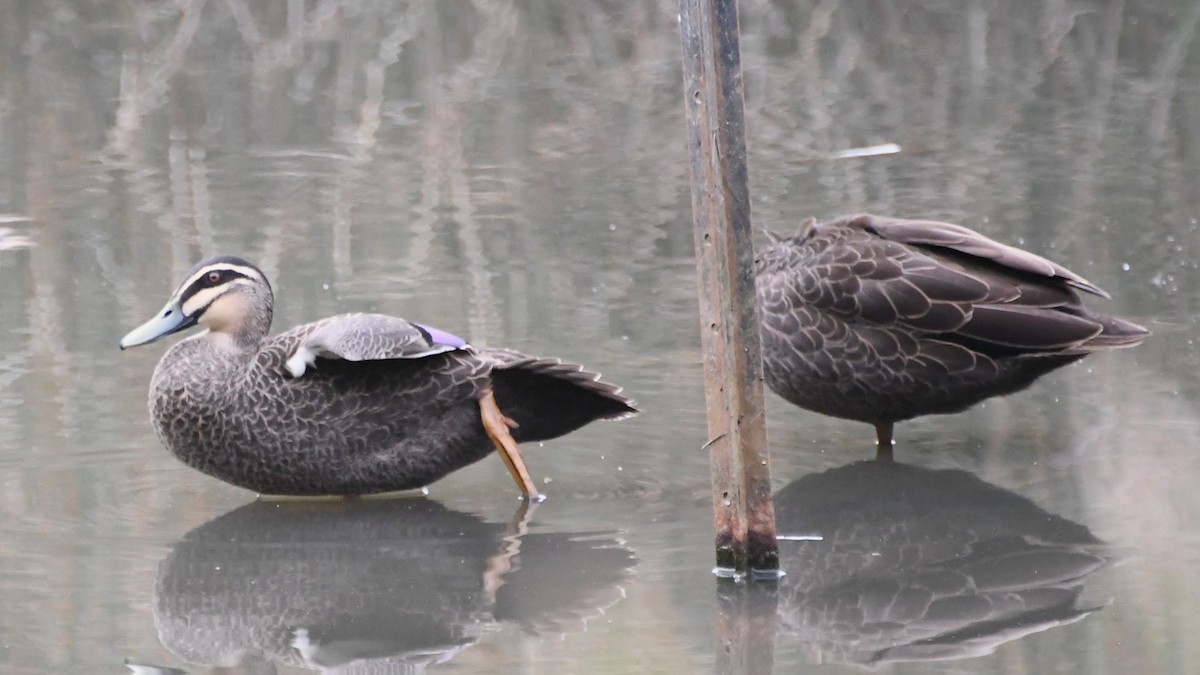 eBird Checklist - 30 May 2025 - Royal Park--Trin Warren Tam-boore - 29 species