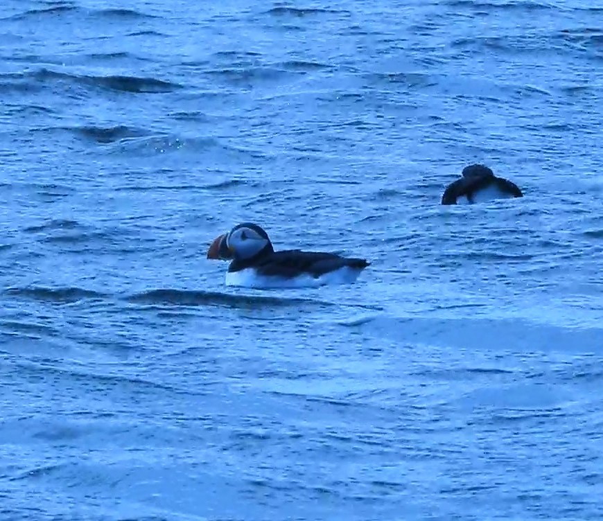 eBird Checklist - 29 May 2025 - Petit Manan NWR--Petit Manan Island ...
