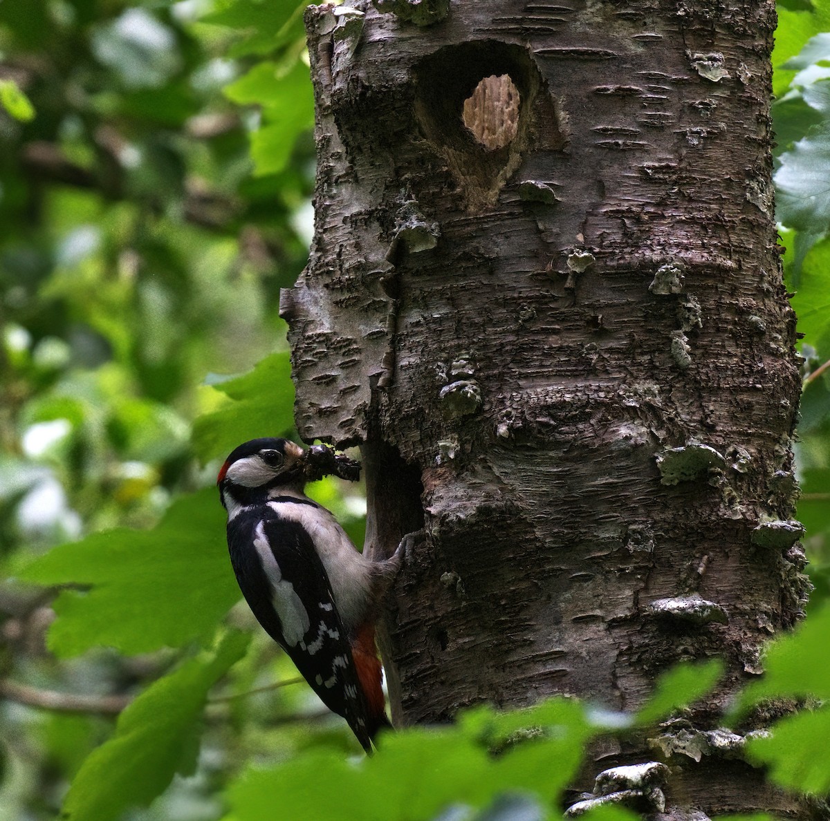 eBird Checklist - 30 May 2025 - WARLEGGAN - 15 species