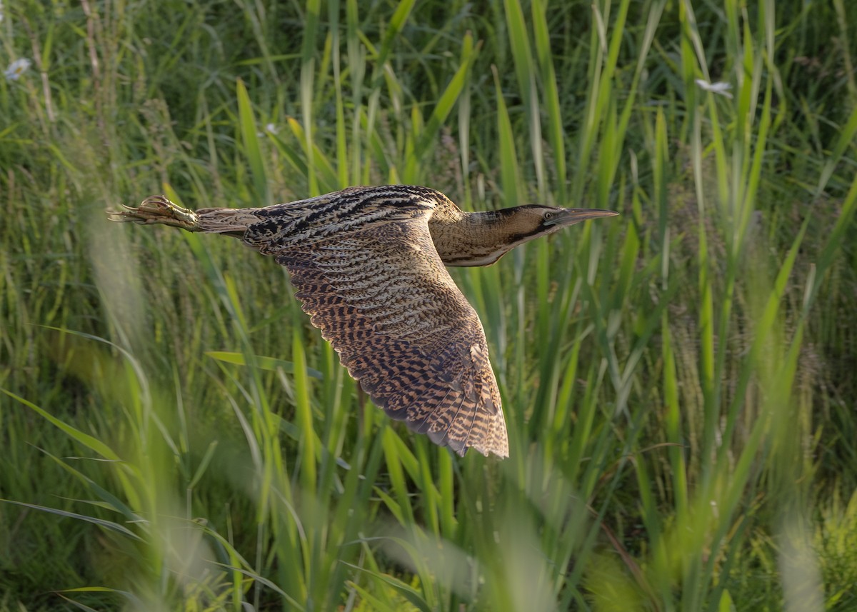 eBird Checklist - 28 May 2025 - Ouse Fen RSPB Reserve--Lockspit's Mere ...
