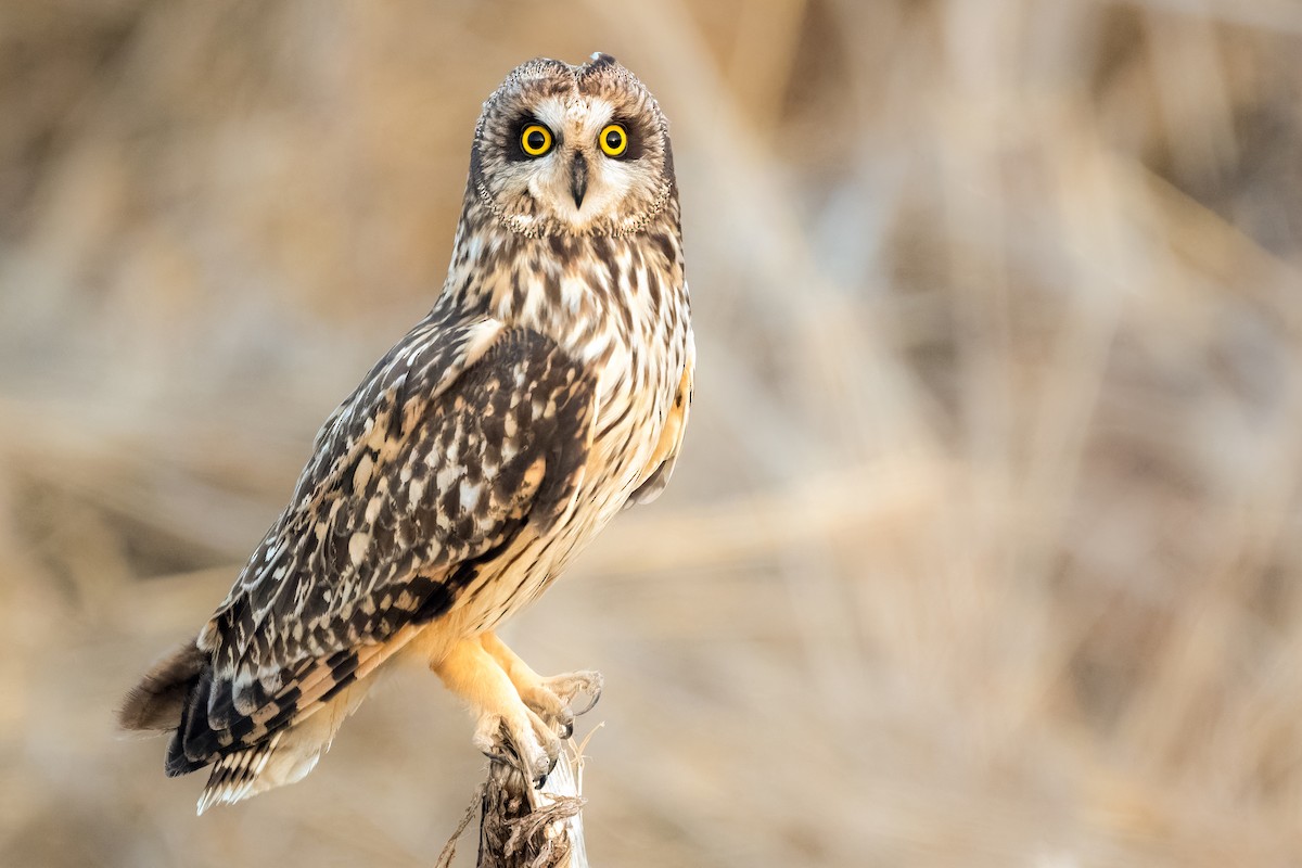 ML636768807 - Short-eared Owl - Macaulay Library