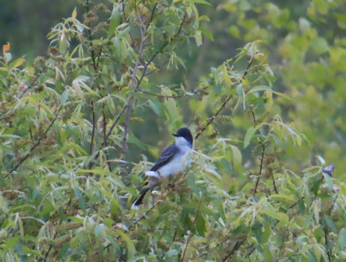 eBird Checklist - 30 May 2025 - Secteur du pont Caron, Val-Alain - 46 ...