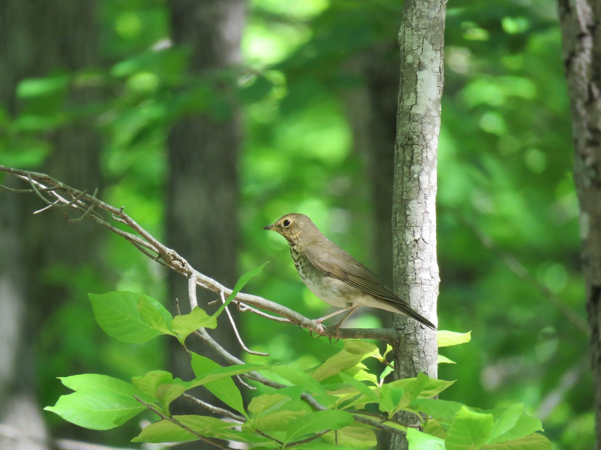 eBird Checklist - 30 May 2025 - Reddish Knob - 36 species