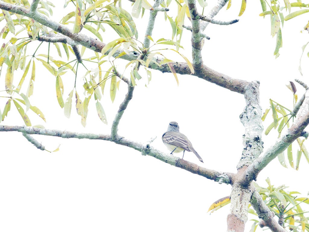eBird Checklist - 30 May 2025 - Tiputini Biodiversity Station--torre ...