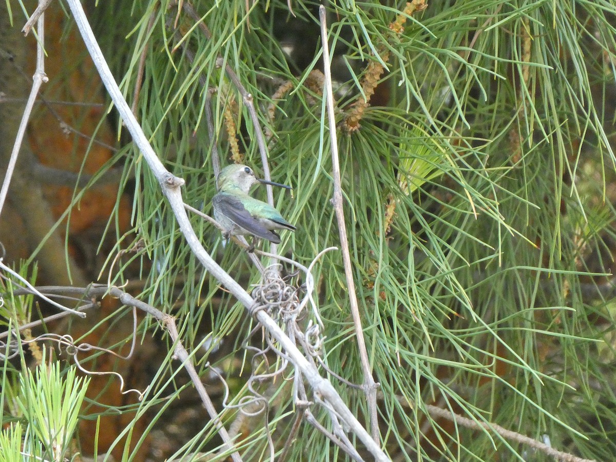 eBird Checklist - 30 May 2025 - American River Parkway behind condo ...
