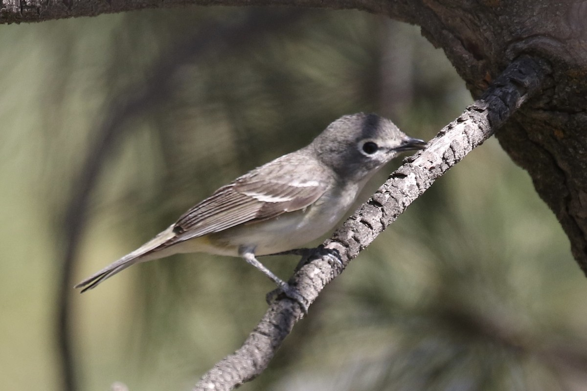 eBird Checklist - 30 May 2025 - Malheur NWR--Headquarters - 44 species