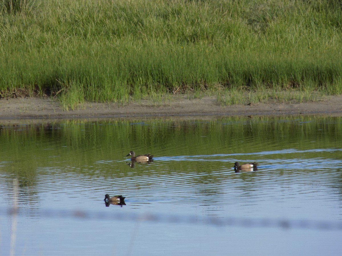 eBird Checklist - 29 May 2025 - Pond on Elm Island Rd - 7 species