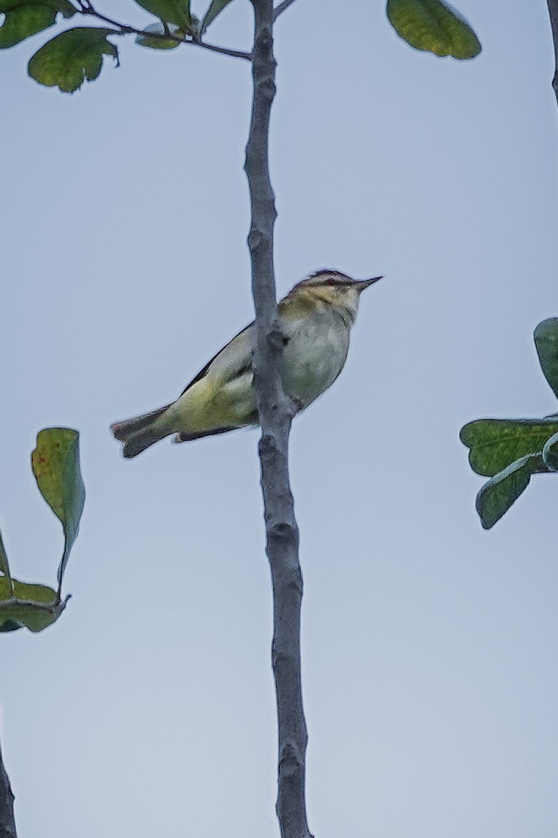eBird Checklist - 30 May 2025 - Huntington Central Park--East - 1 species