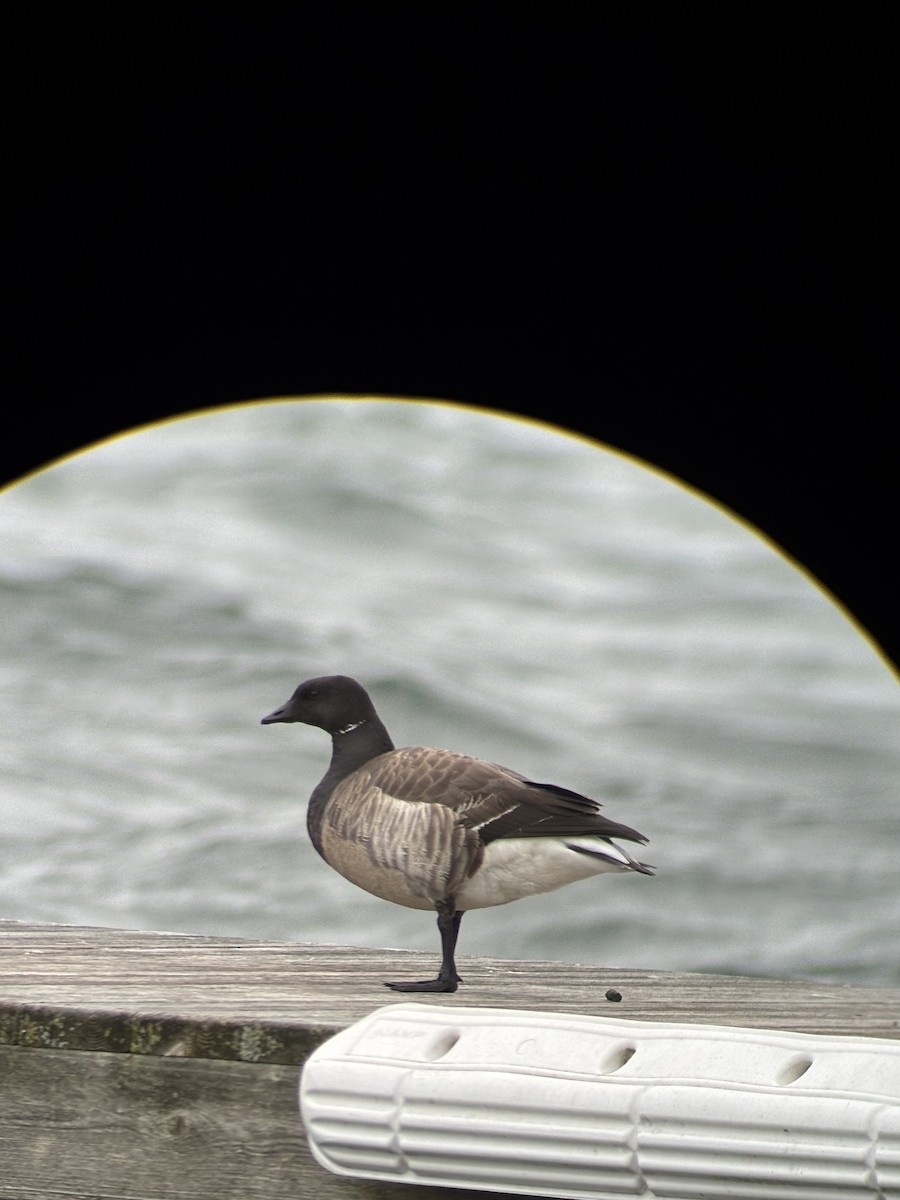 ML636819847 - Brant - Macaulay Library