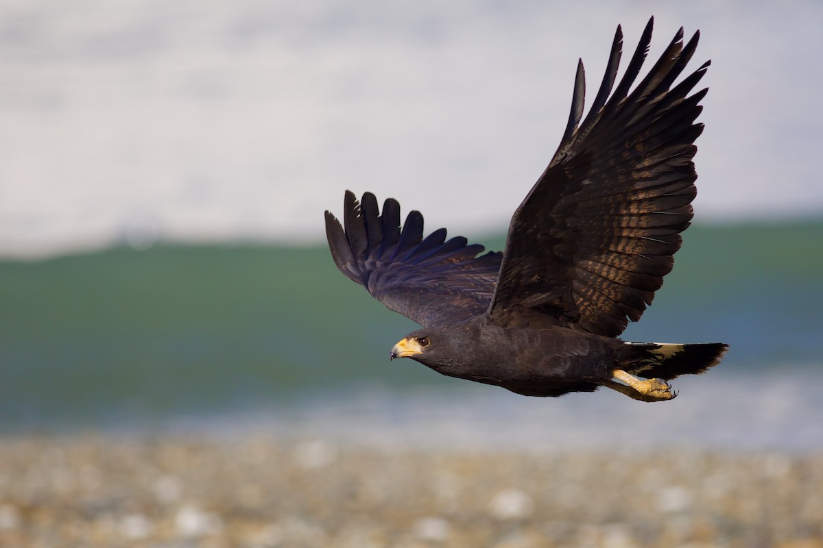 ML636822913 - Common Black Hawk - Macaulay Library