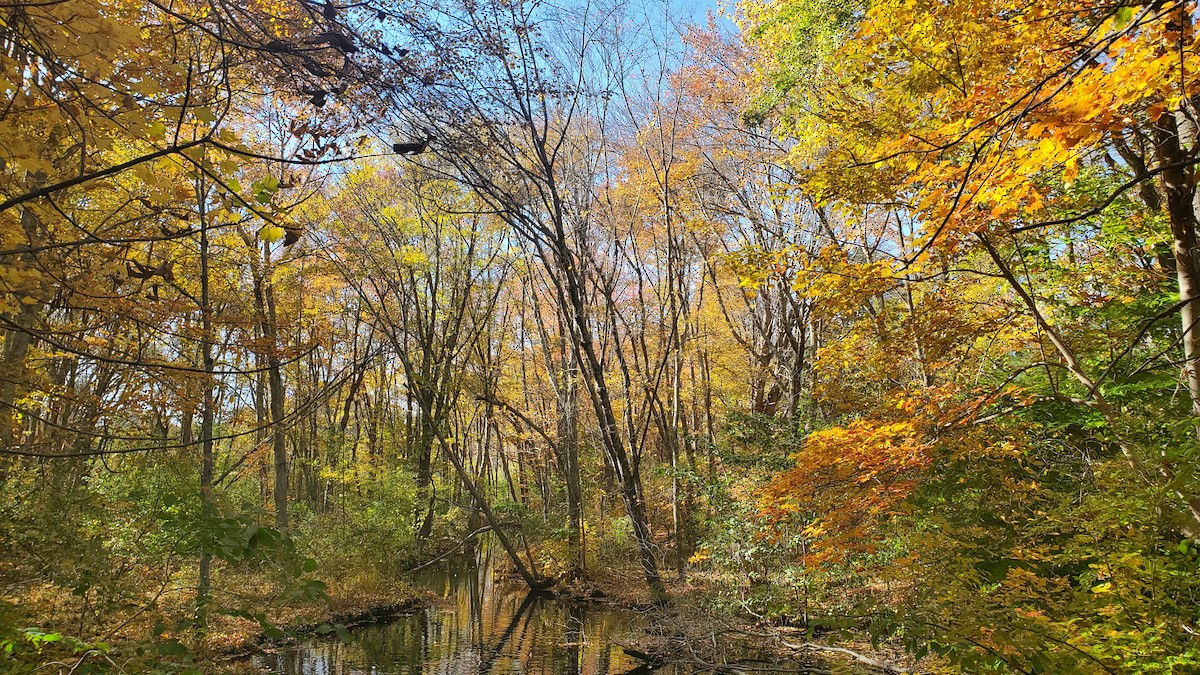 Caratunk Wildlife Refuge (ASRI) - Bristol, Massachusetts, US - Birding ...