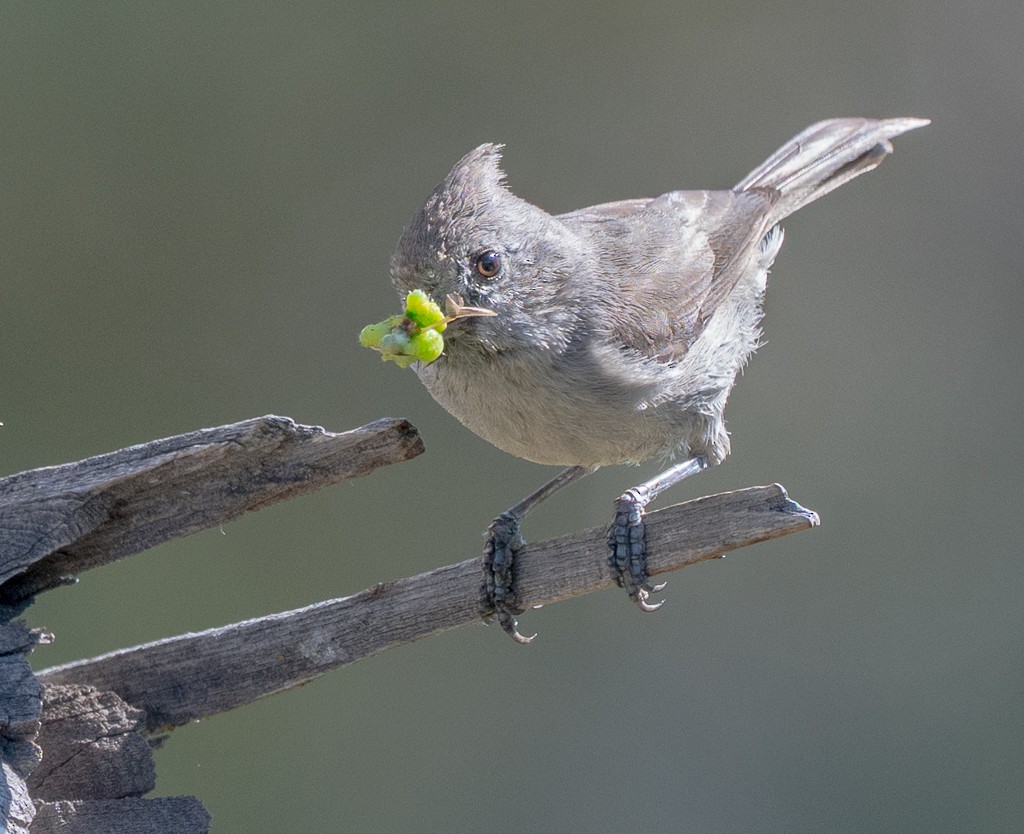 eBird Checklist - 23 May 2025 - Moore Park, Klamath Falls US-OR 42. ...