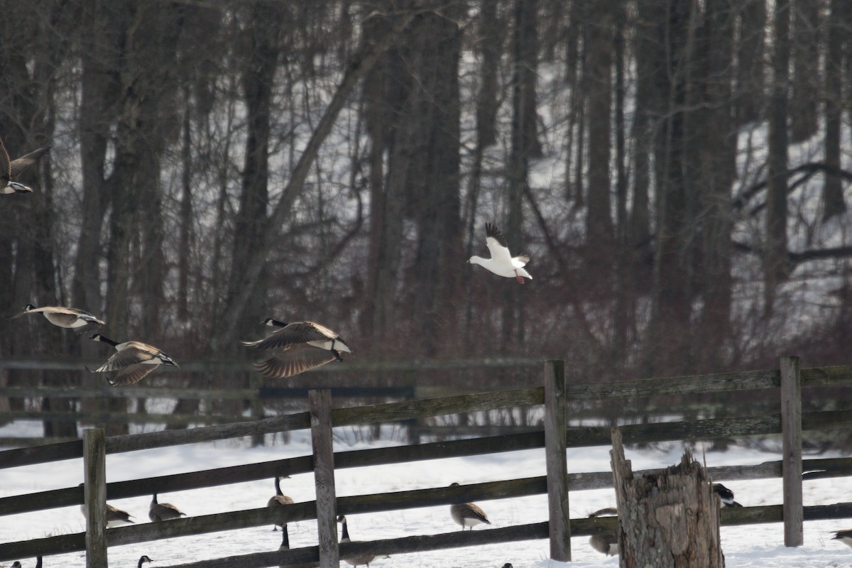 eBird Checklist - 8 Mar 2019 - Blue Chip Farms - 6 species