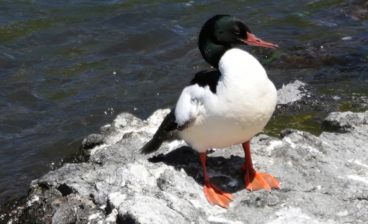 eBird Checklist - 26 May 2025 - Link River Trail - 28 species