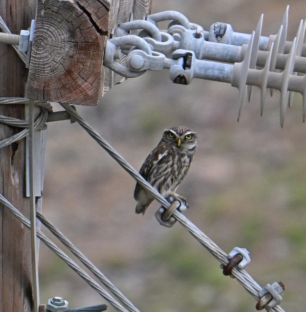 eBird Checklist - 26 Apr 2025 - Makara to Kallonis Hwy - 19 species