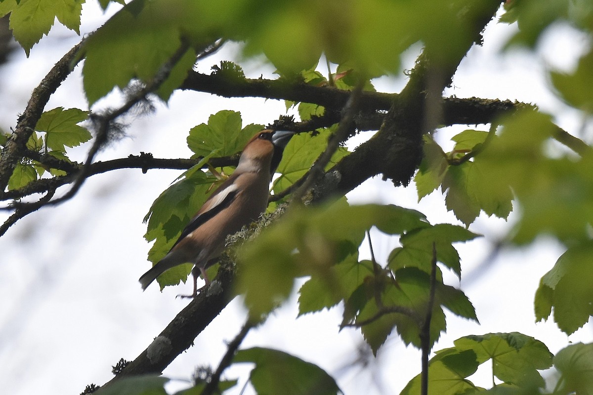 eBird Checklist - 12 Apr 2025 - Scone Palace - 26 species