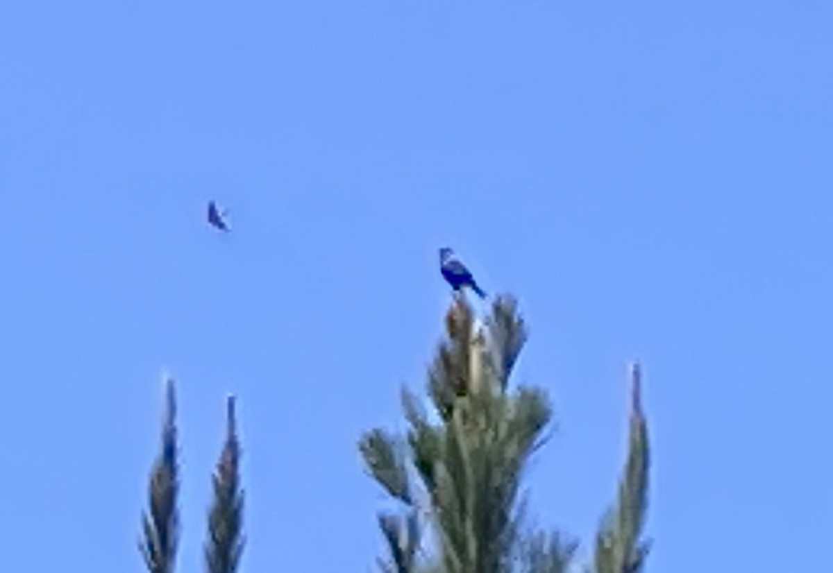 eBird Checklist - 31 May 2025 - Palo Corona RP--Front Ranch Unit - 37 ...