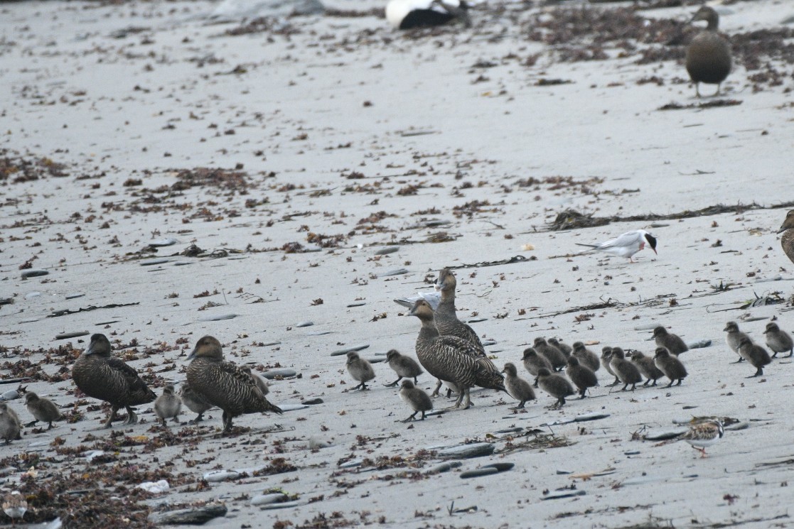 eBird Checklist - 31 May 2025 - Stratton Island - 48 species (+1 other ...