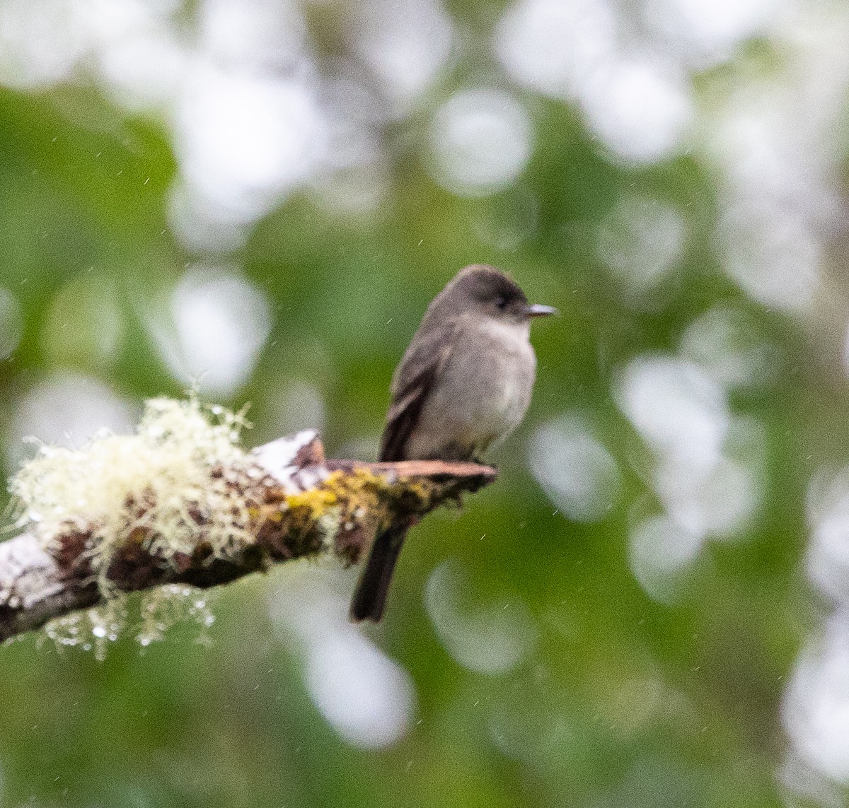 eBird Checklist - 31 May 2025 - Brooklyn Rd, Oakville US-WA - 29 species
