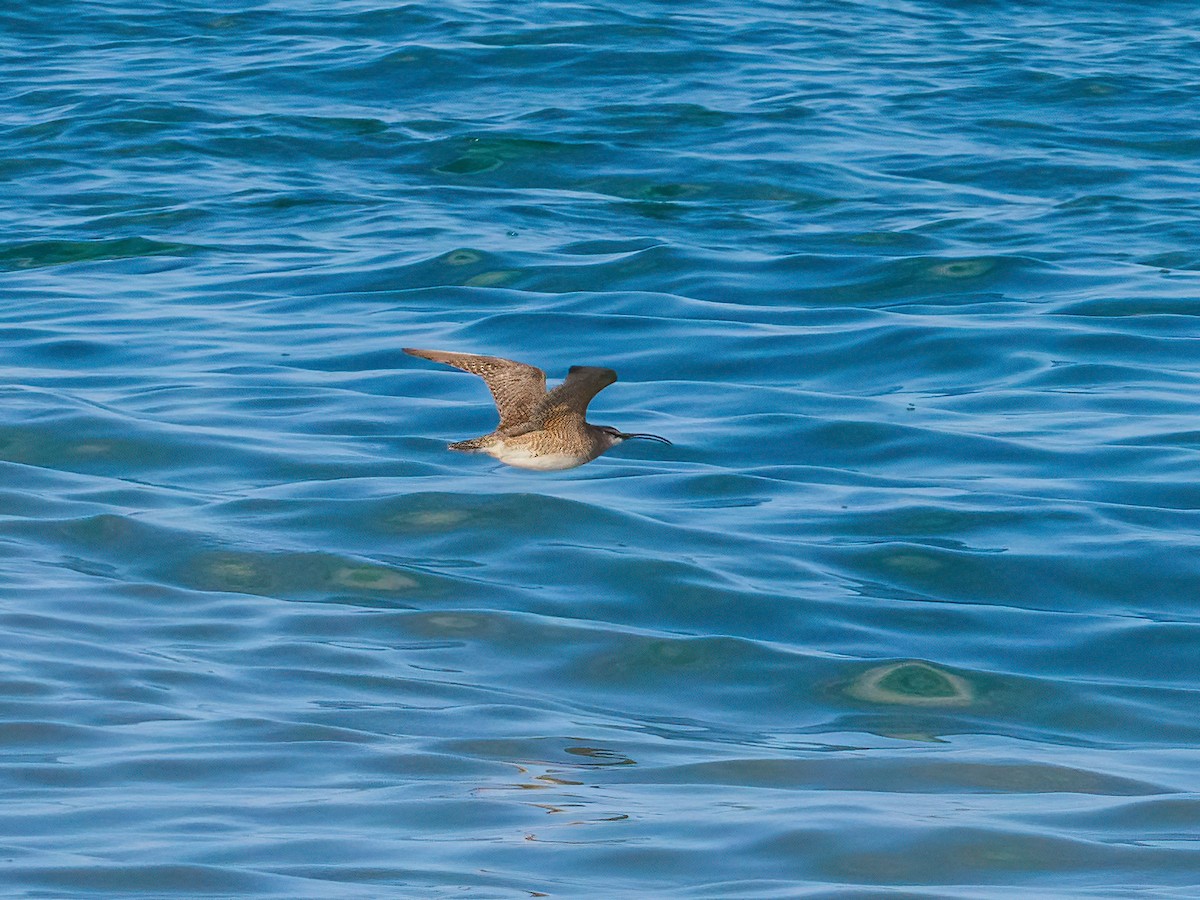eBird Checklist - 31 May 2025 - Cape Canaveral National Seashore ...