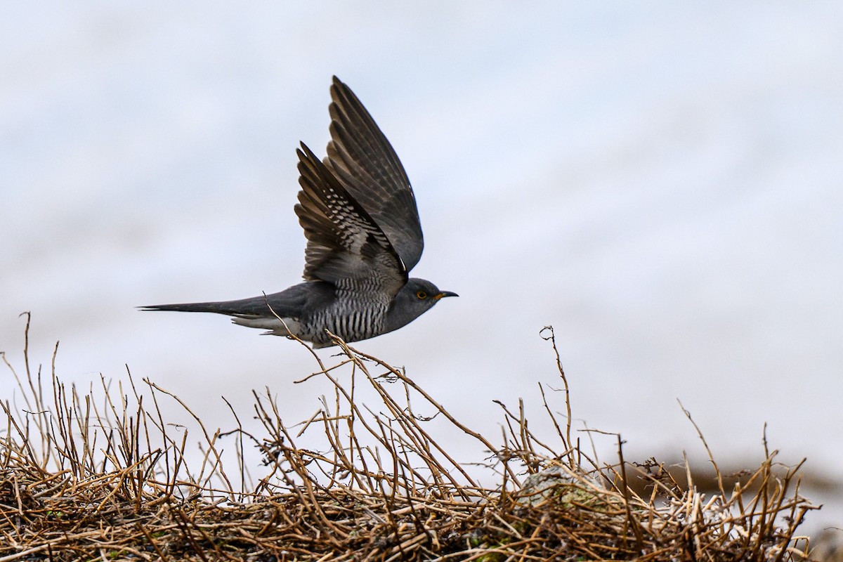 ML636866991 - Common Cuckoo - Macaulay Library